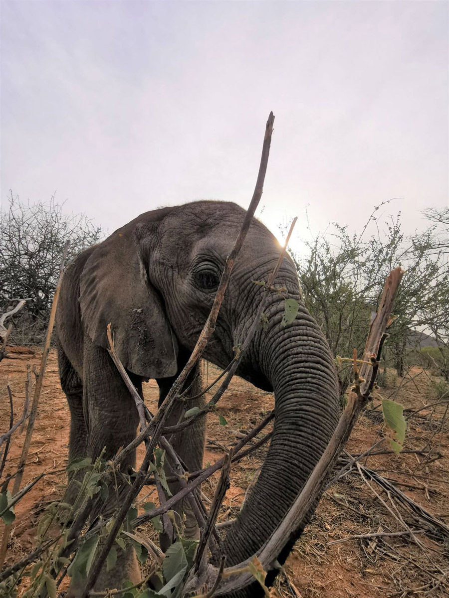 DIY Tactics for Recording Wild Animals On-The-Go at 386KHz (Sounds ...