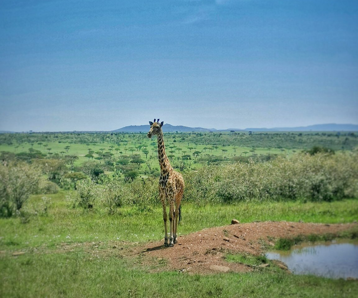 DIY Tactics for Recording Wild Animals On-The-Go at 386KHz (Sounds ...