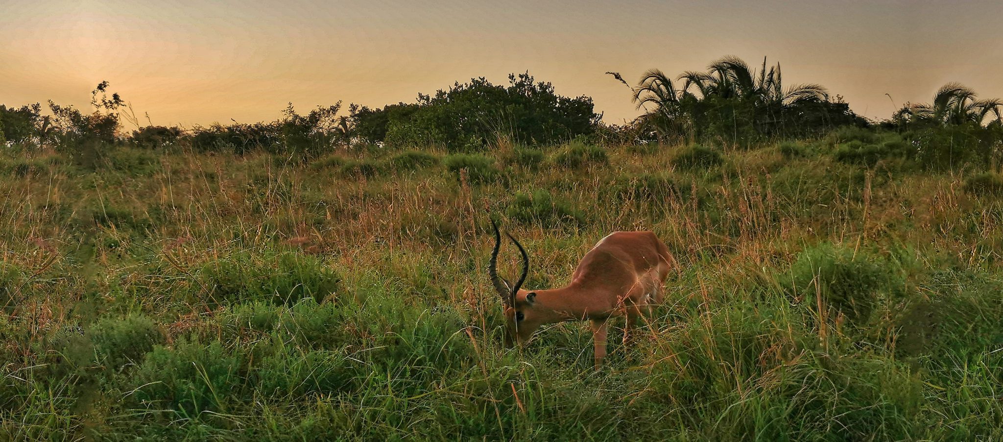 DIY Tactics for Recording Wild Animals On-The-Go at 386KHz (Sounds ...