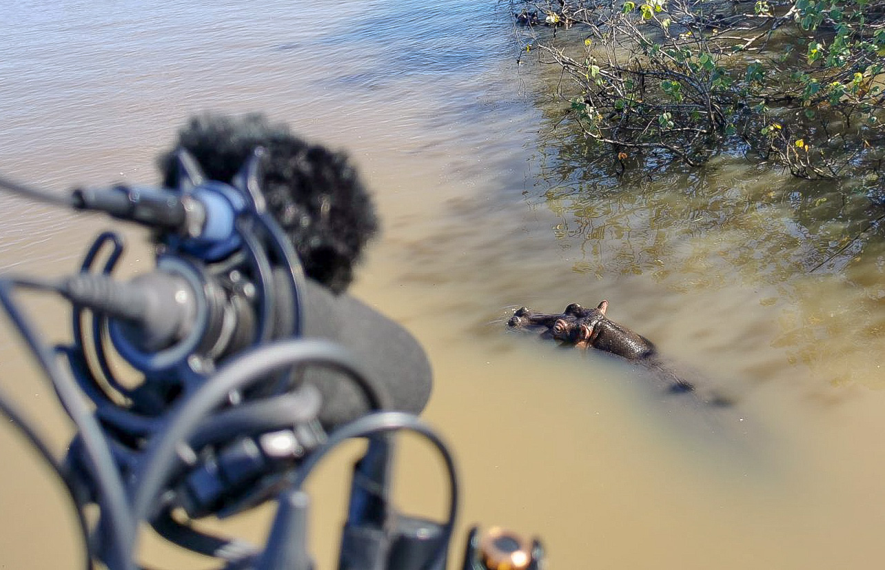 DIY Tactics for Recording Wild Animals On-The-Go at 386KHz (Sounds ...