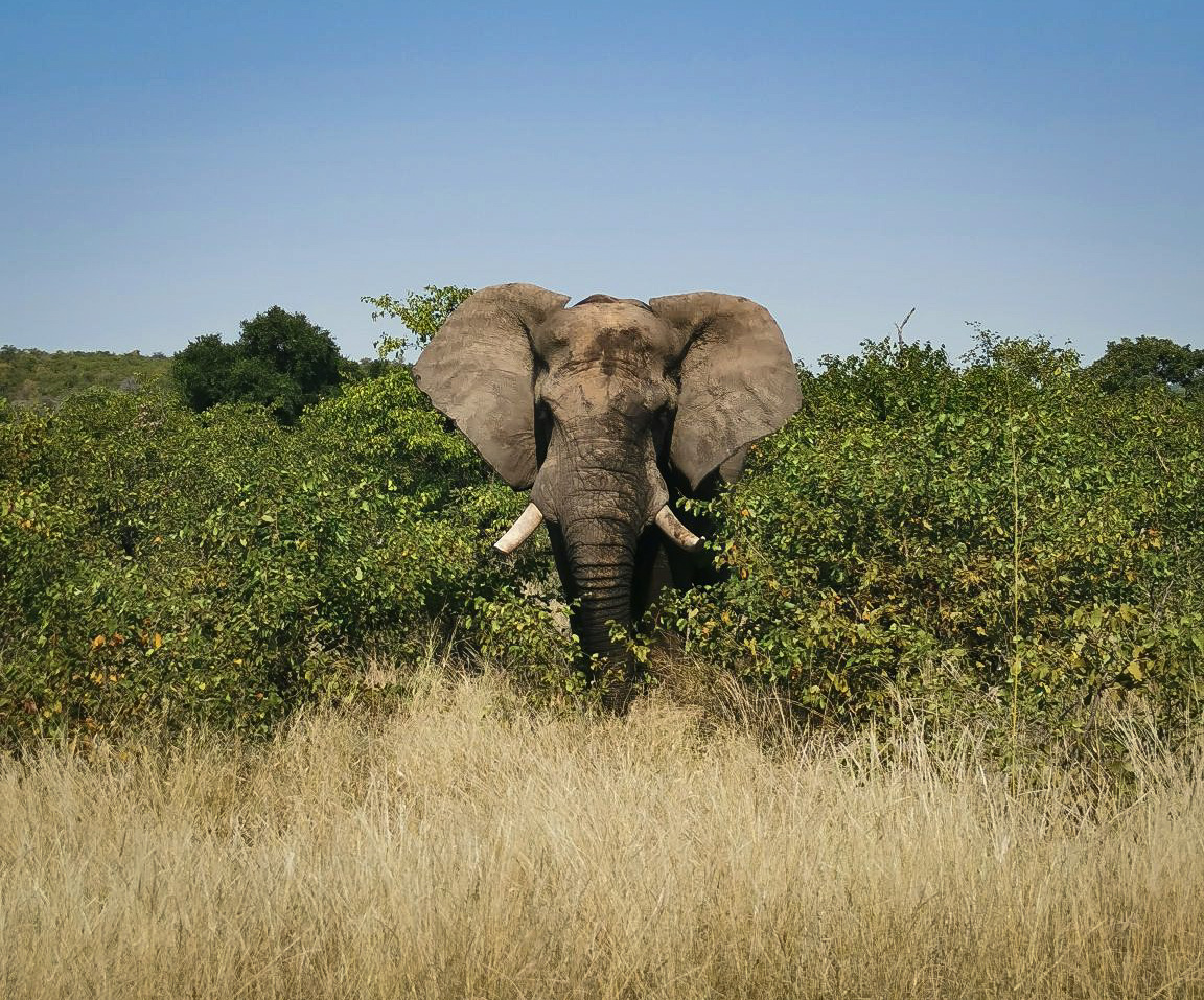 DIY Tactics for Recording Wild Animals On-The-Go at 386KHz (Sounds ...